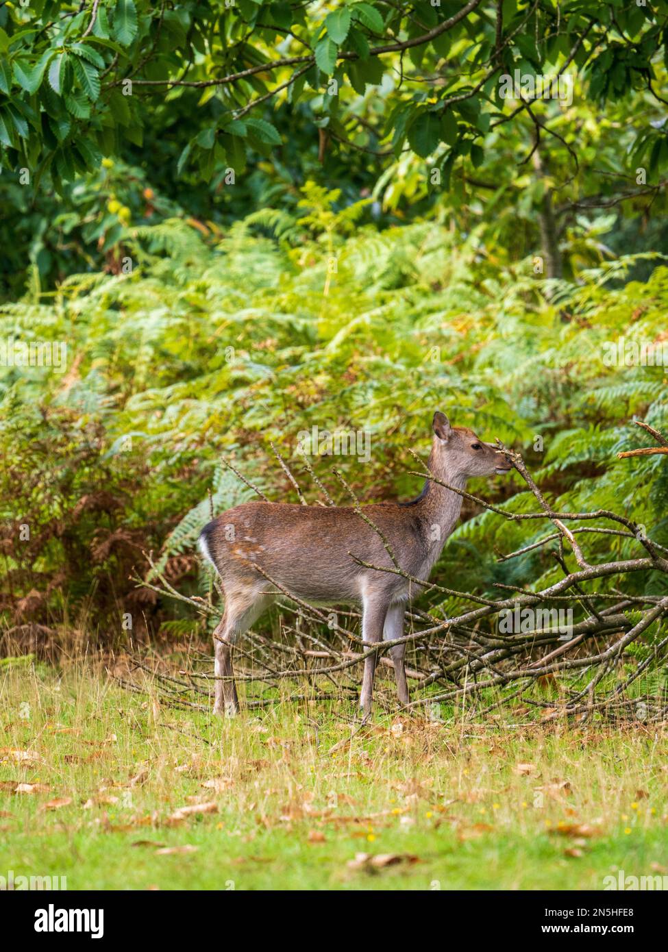 Sika hind uk hi-res stock photography and images - Alamy