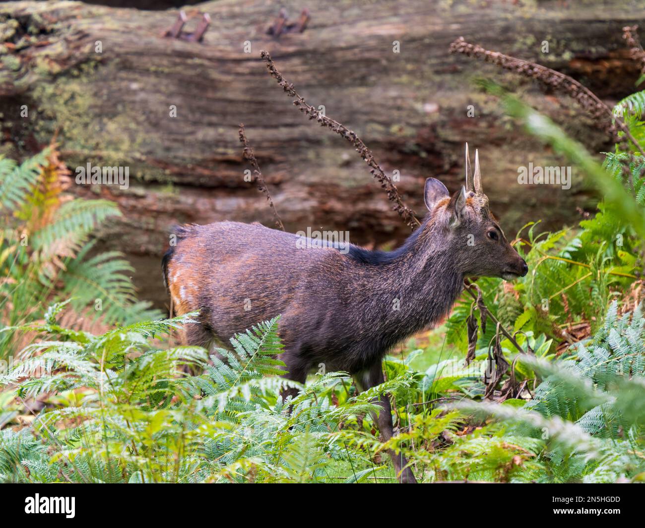 Male Sika Deer Stag Stock Photo - Alamy