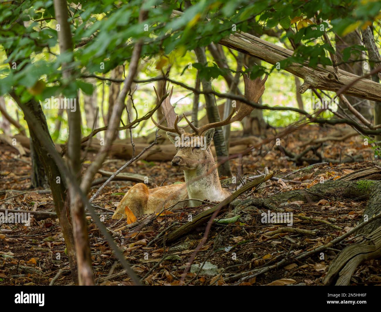 Fallow Deer Buck Laying Down Stock Photo - Alamy
