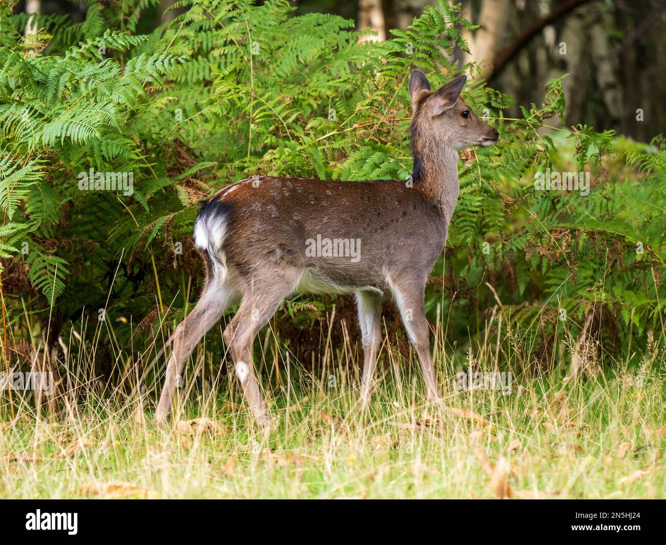 Female Sika Deer Stock Photo - Alamy
