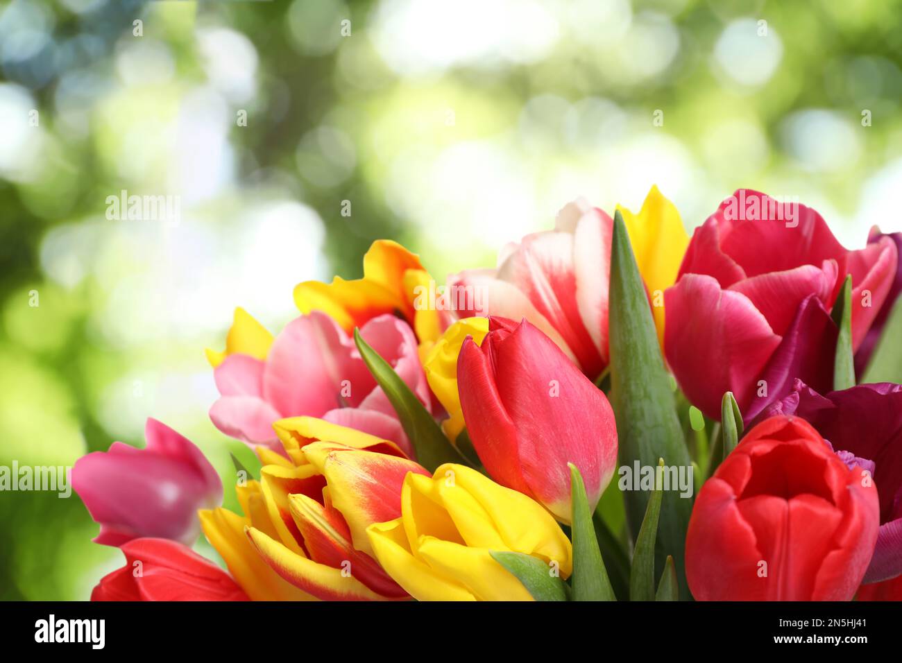 Beautiful bright spring tulips on blurred green background Stock Photo ...
