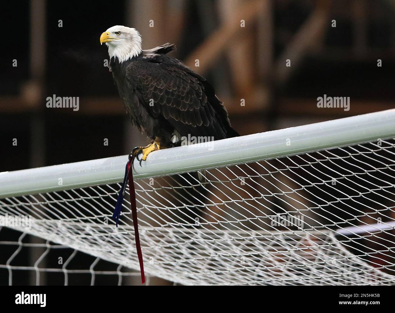 The Crystal Palace soccer team mascot named Kayla a Bald Eagle sits on ...