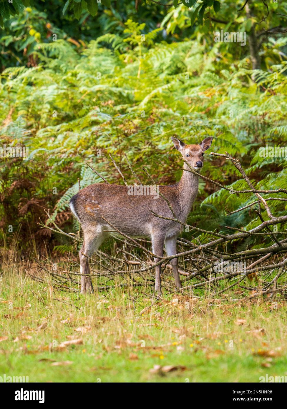 Female Sika Deer Stock Photo - Alamy