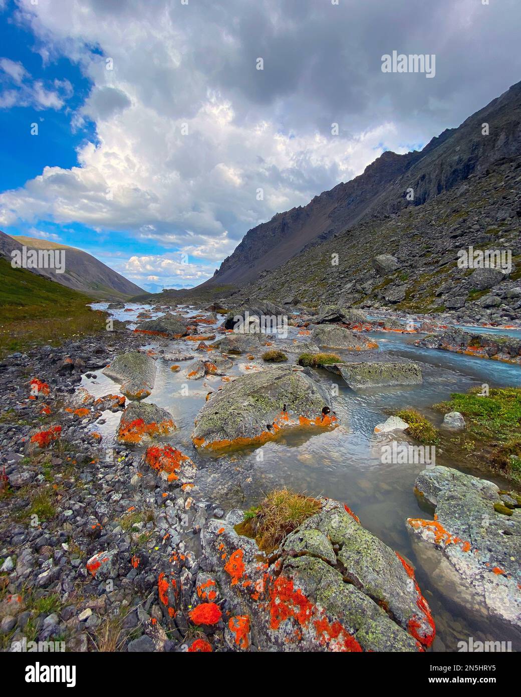An alpine clean river flows rapidly over stones with bright orange ...