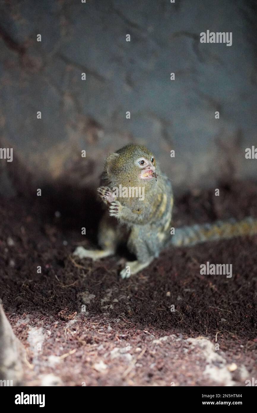 Monkey on the ground hi-res stock photography and images - Alamy