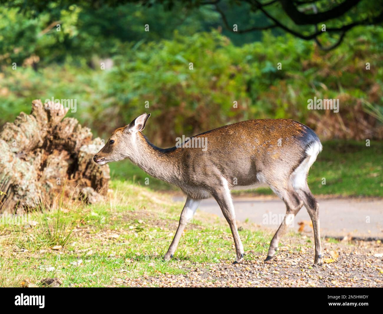 Female Sika Deer Stock Photo - Alamy