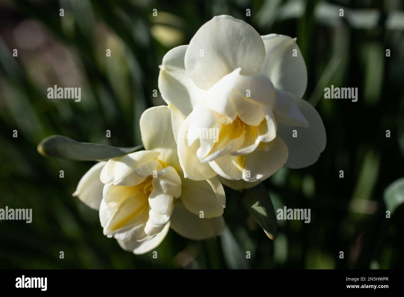 Double daffodils with white petals and yellow stamens in a spring ...