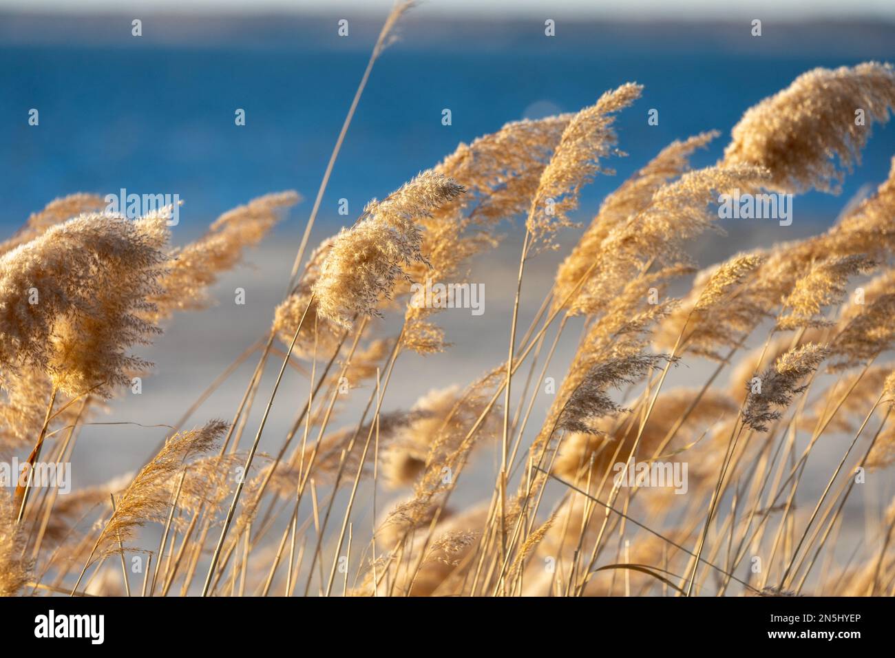 Bending with the wind hi-res stock photography and images - Alamy