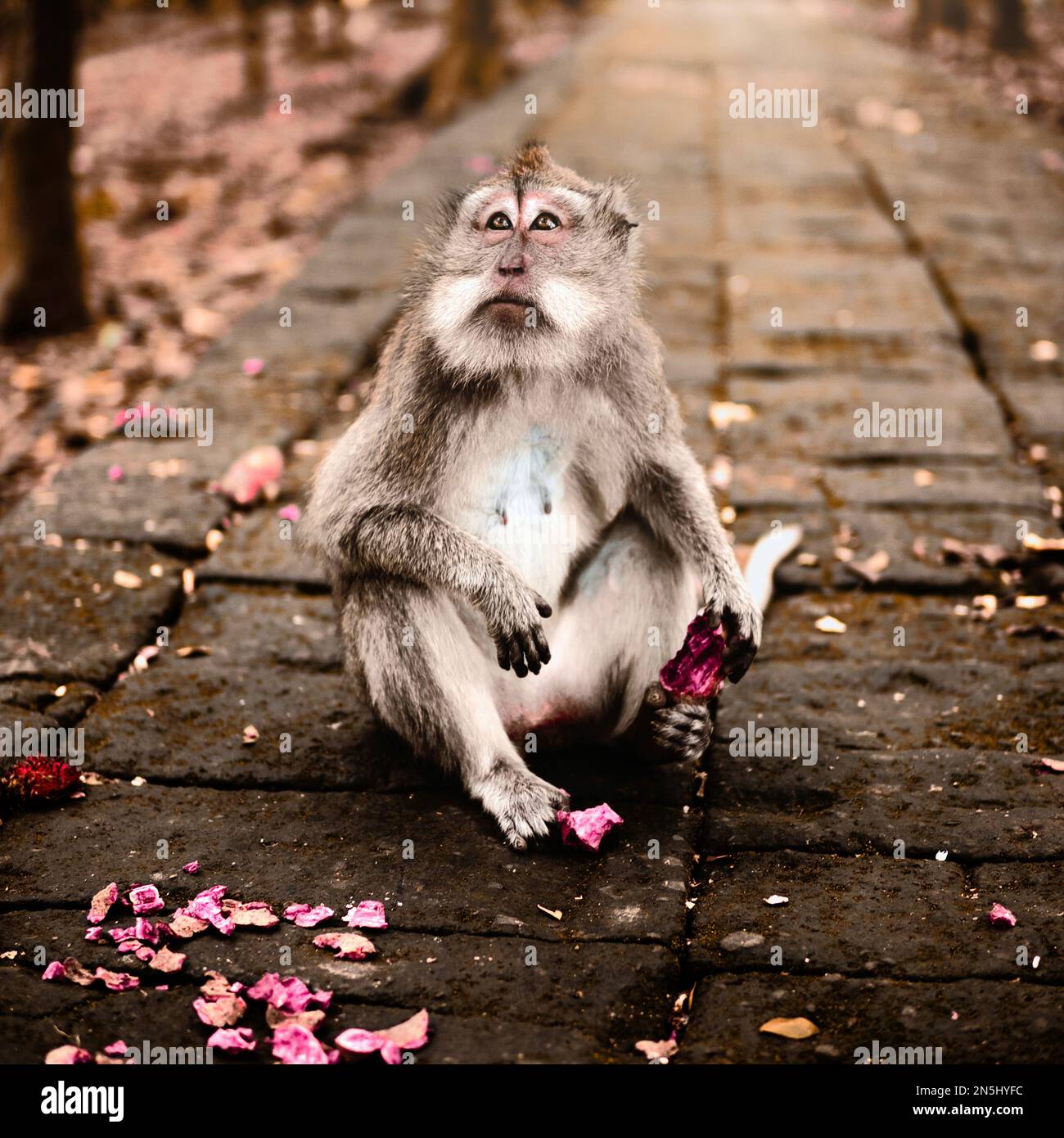 A soft focus of a monkey eating a fruit while sitting on a cobblestone ...