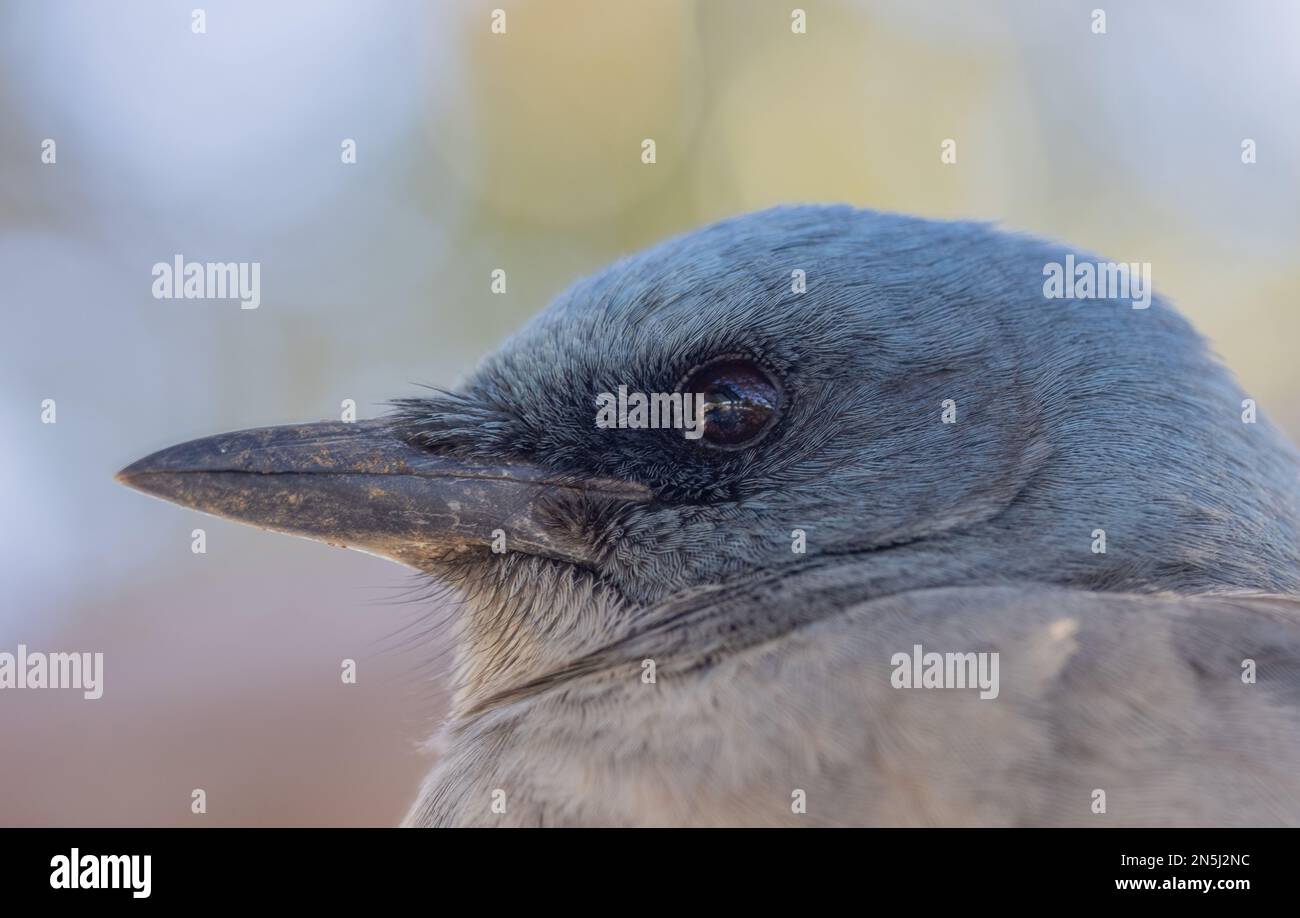 Western Scrub Jay in Arizona Stock Photo - Alamy