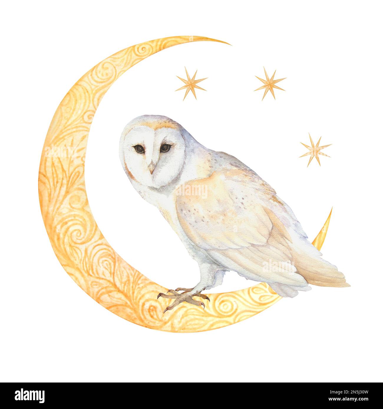 Barn Owl Drawing