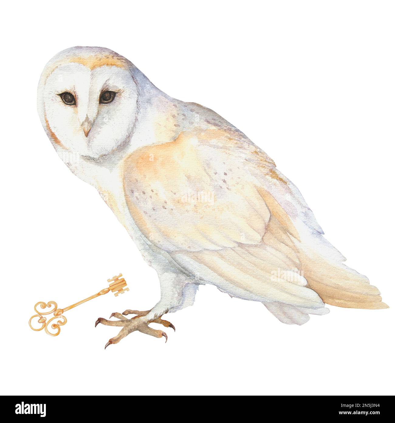 Watercolor illustration of owl with vintage key isolated Stock Photo ...