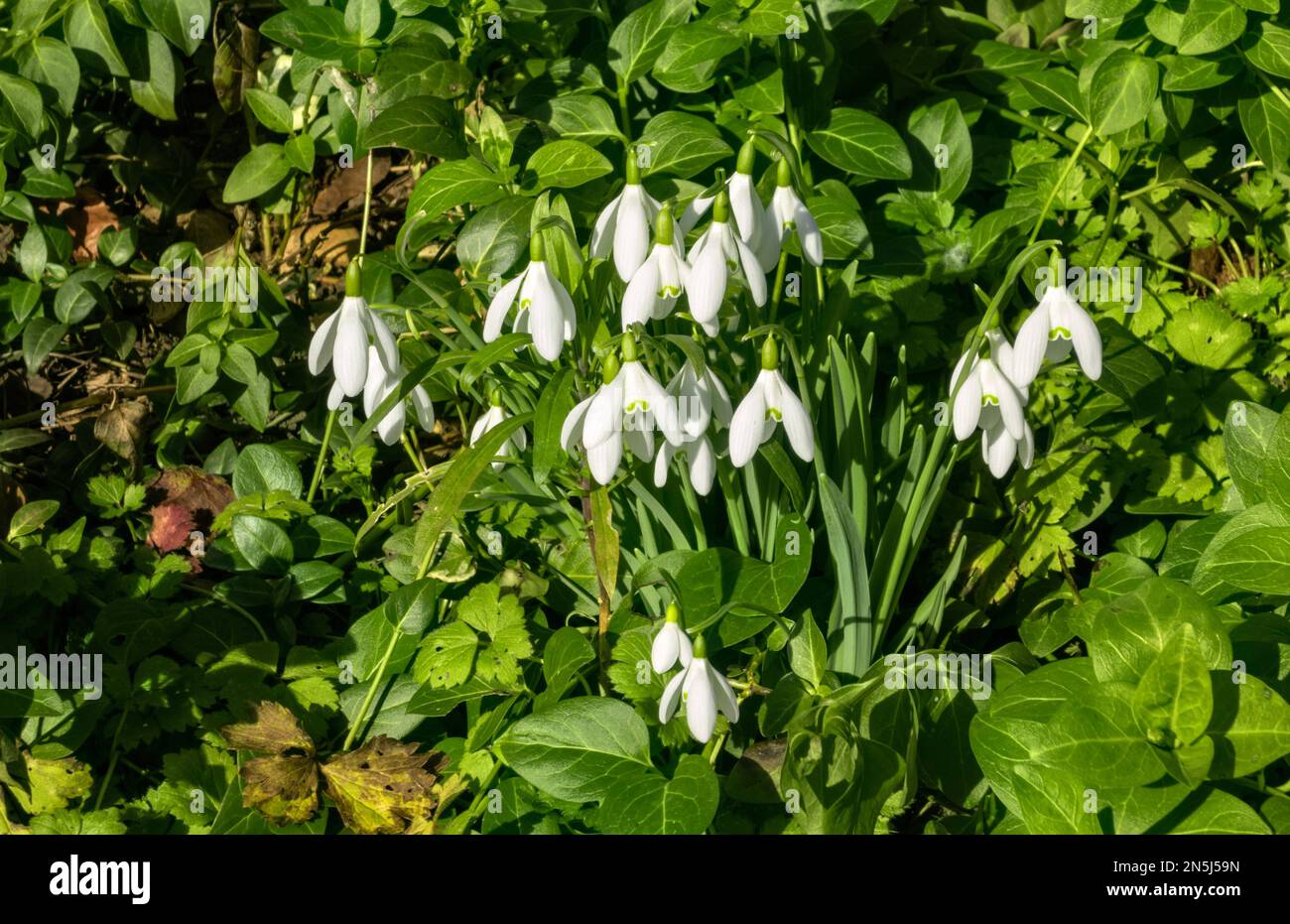 Snowdrops 2023 hi-res stock photography and images - Alamy