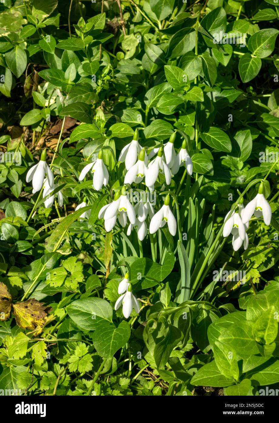 Snowdrops 2023 hi-res stock photography and images - Alamy