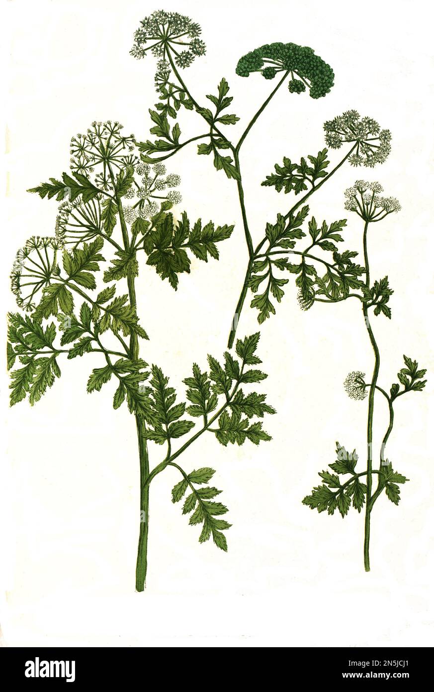 Foedita hi-res stock photography and images - Alamy