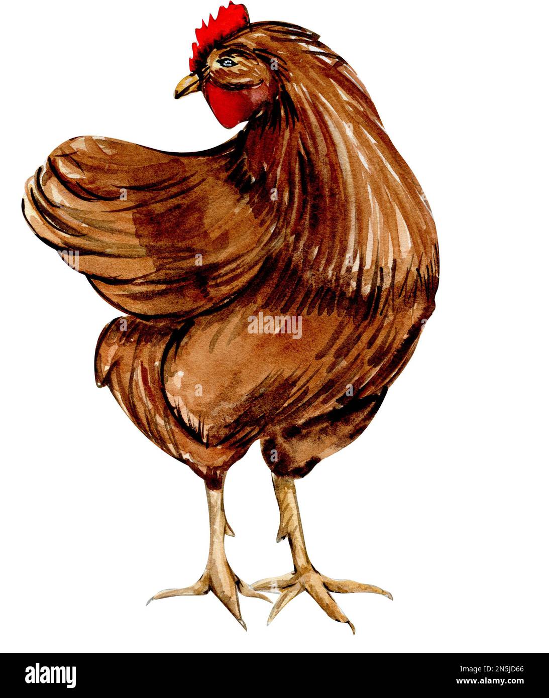 Watercolor hand drawn brown chicken . Watercolor illustration of hen ...