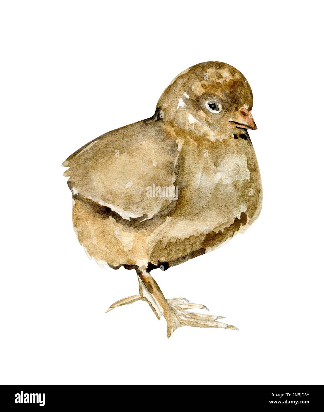 Watercolor hand drawn yellow chicks . Watercolor illustration of hen ...