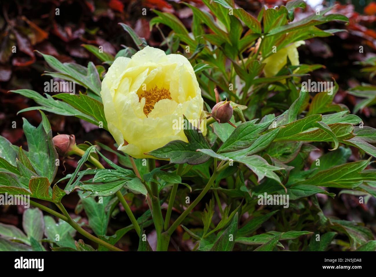 Paeonia daurica mlokosewitschii, perennial , bowl-shaped lemon-yellow ...
