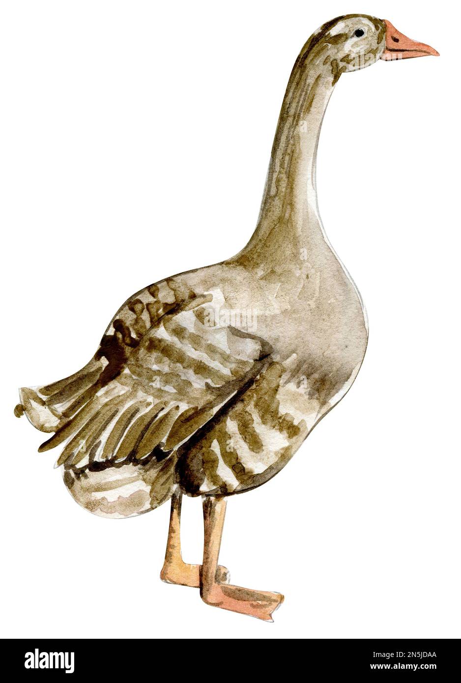 Watercolor hand drawn goose . Watercolor illustration of farm animal ...