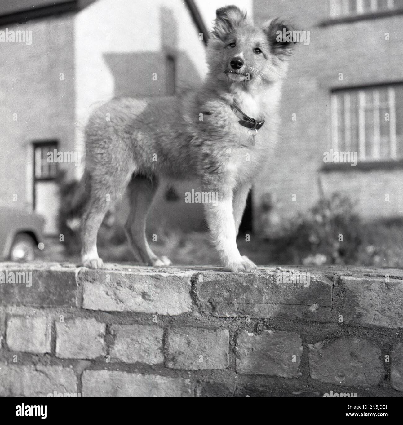 1963, historical, a small dog, a Jack Russell Terrier, approx four ...