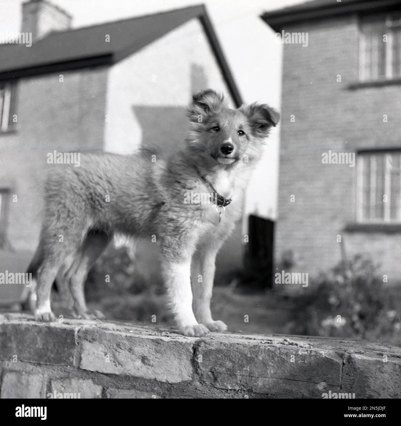 1963, historical, a small dog, a Jack Russell Terrier, approx four ...