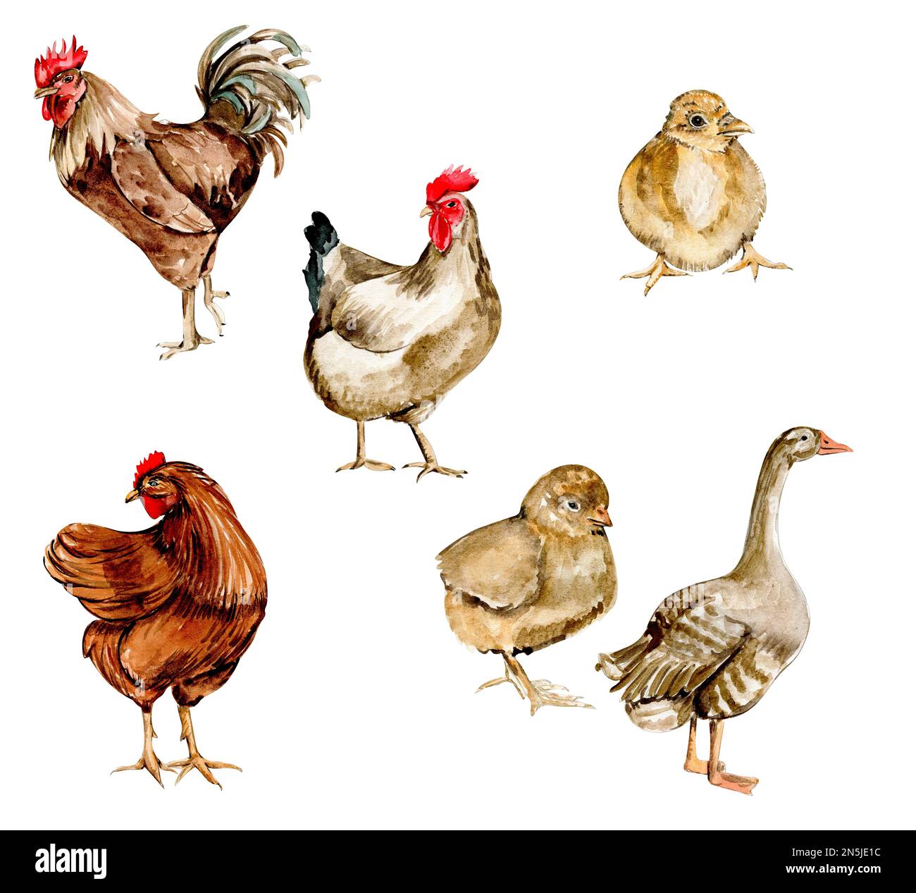 Watercolor hand drawn brown chicken and yellow chicks . Watercolor ...