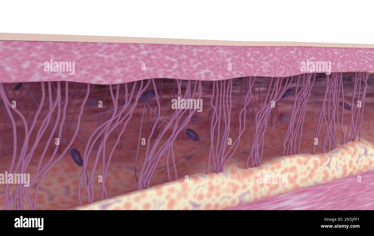 Collagen fibers in skin hi-res stock photography and images - Alamy