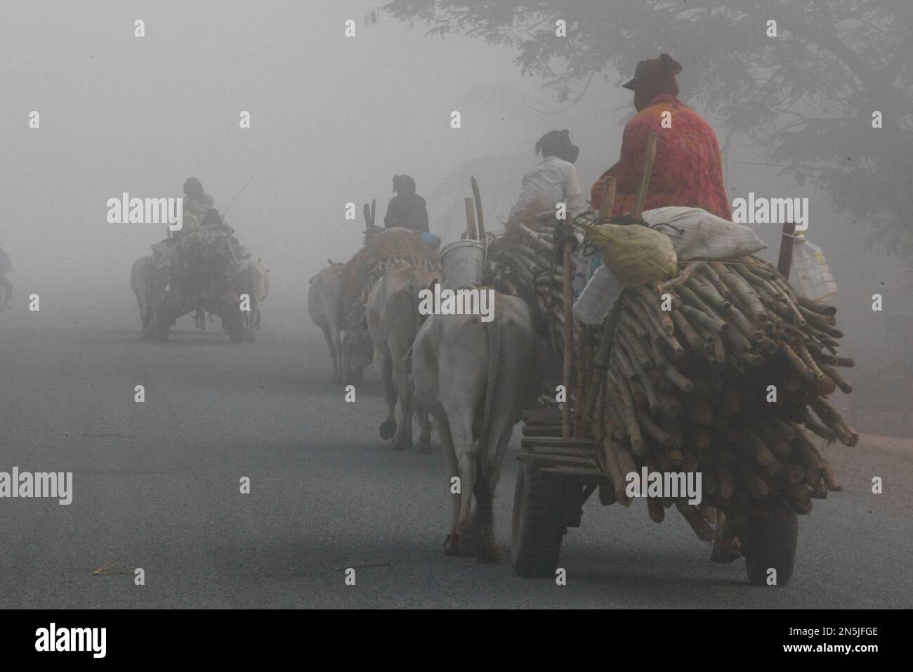 Cambodian farmers ride ox carts as they carry bundles of bamboos in the ...