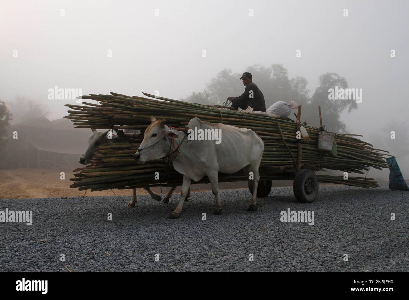 Cambodian farmers ride ox carts as they carry bundles of bamboos in the ...