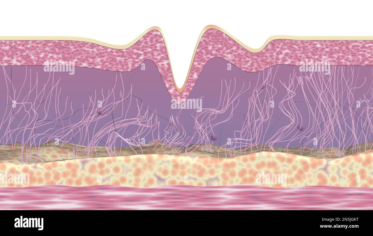 Wrinkled Skin Tissues Cross Section 3d Rendered Illustration Collagen