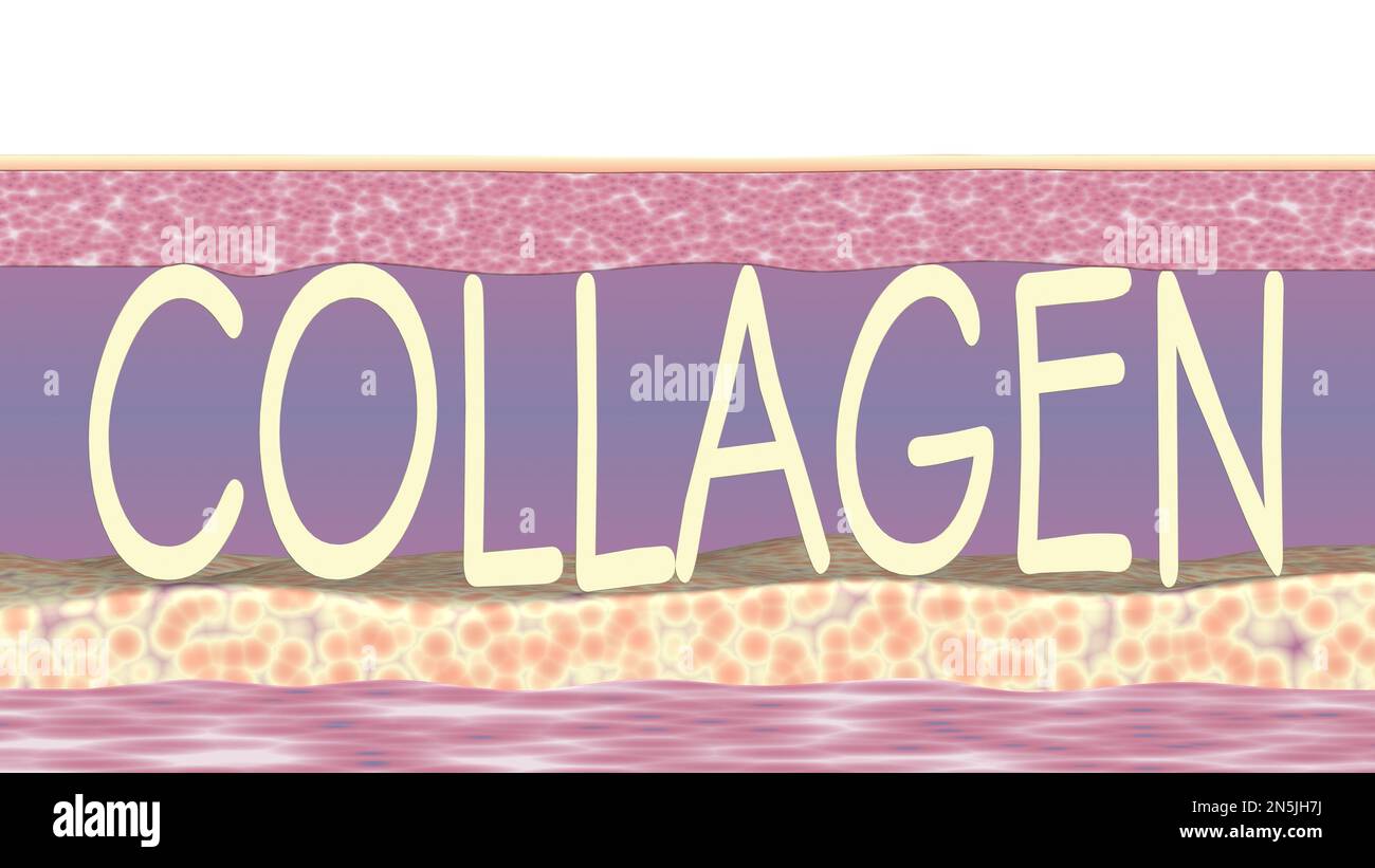 Collagen fibers in young skin. Conceptual 3D illustration for ads anti ...