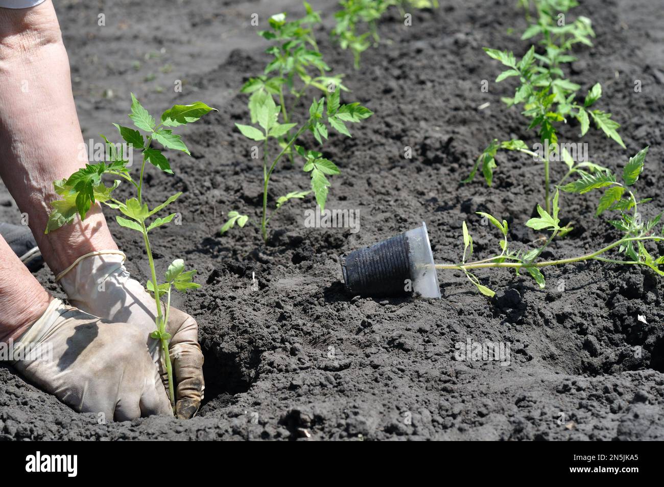gardener planting a tomato seedling in the vegetable garden Stock Photo ...