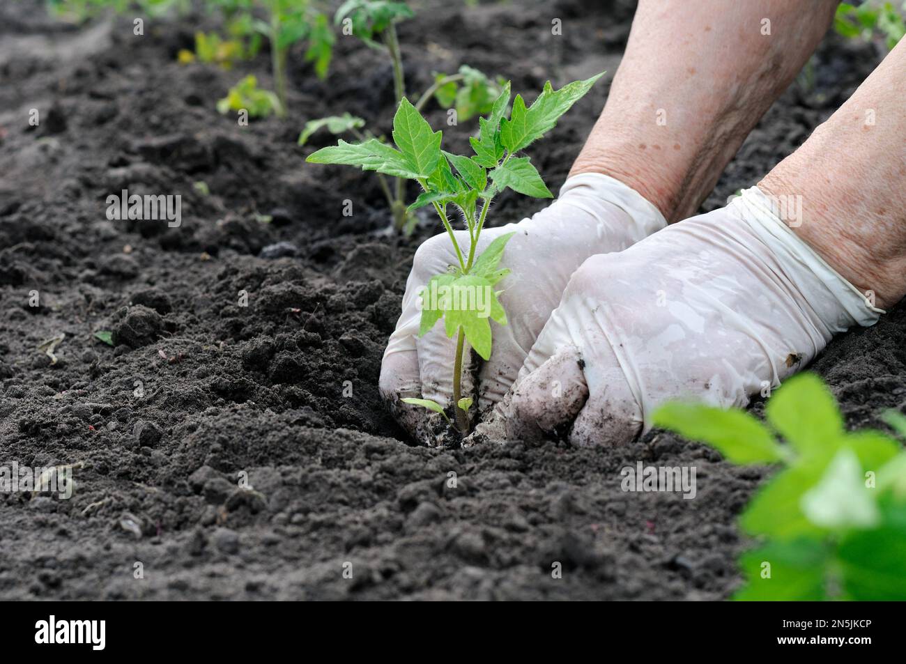 gardener planting a tomato seedling in the vegetable garden Stock Photo ...
