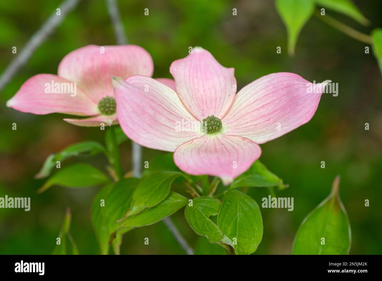 Cornus rutgersensis rutgan hi-res stock photography and images - Alamy