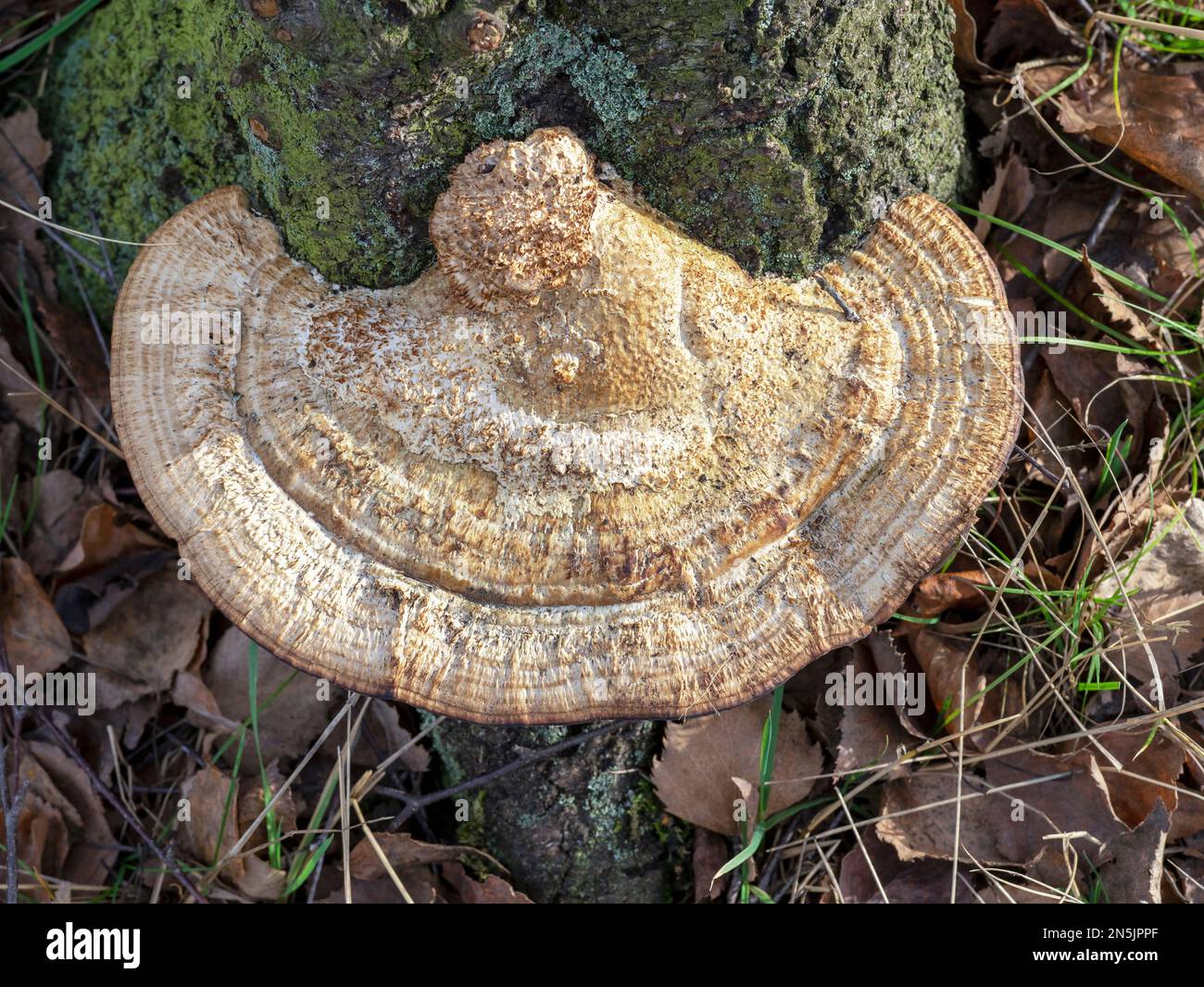 Bracket fungus growing on an old tree trunk Stock Photo - Alamy