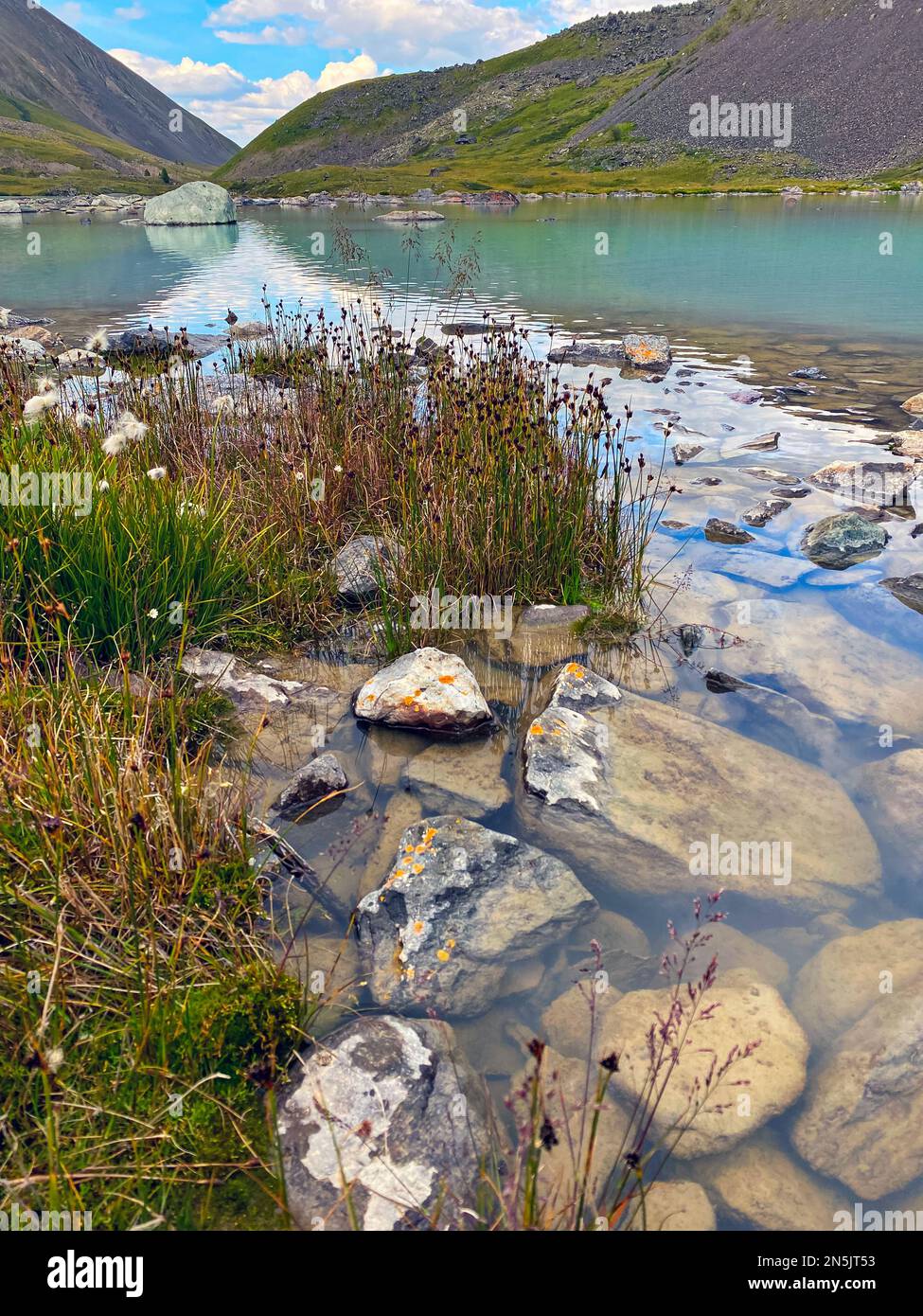 Green grass grows near a stone in the clear water of an alpine river in ...