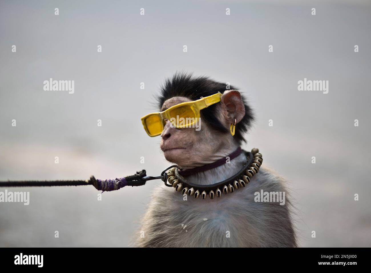 An eight-months-old trained monkey sits on a can next to his owner ...
