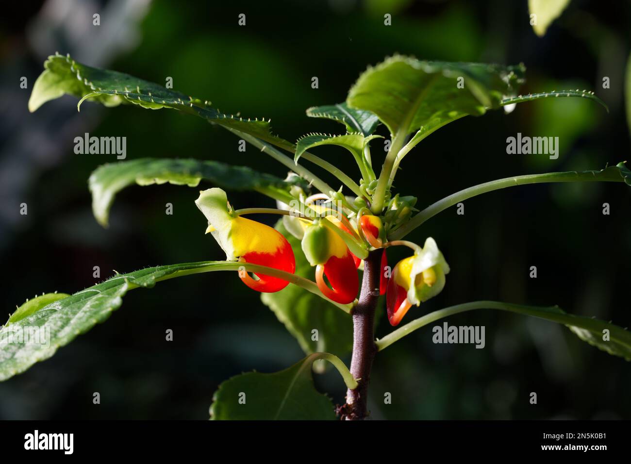 Mpatiens niamniamensis hi-res stock photography and images - Alamy