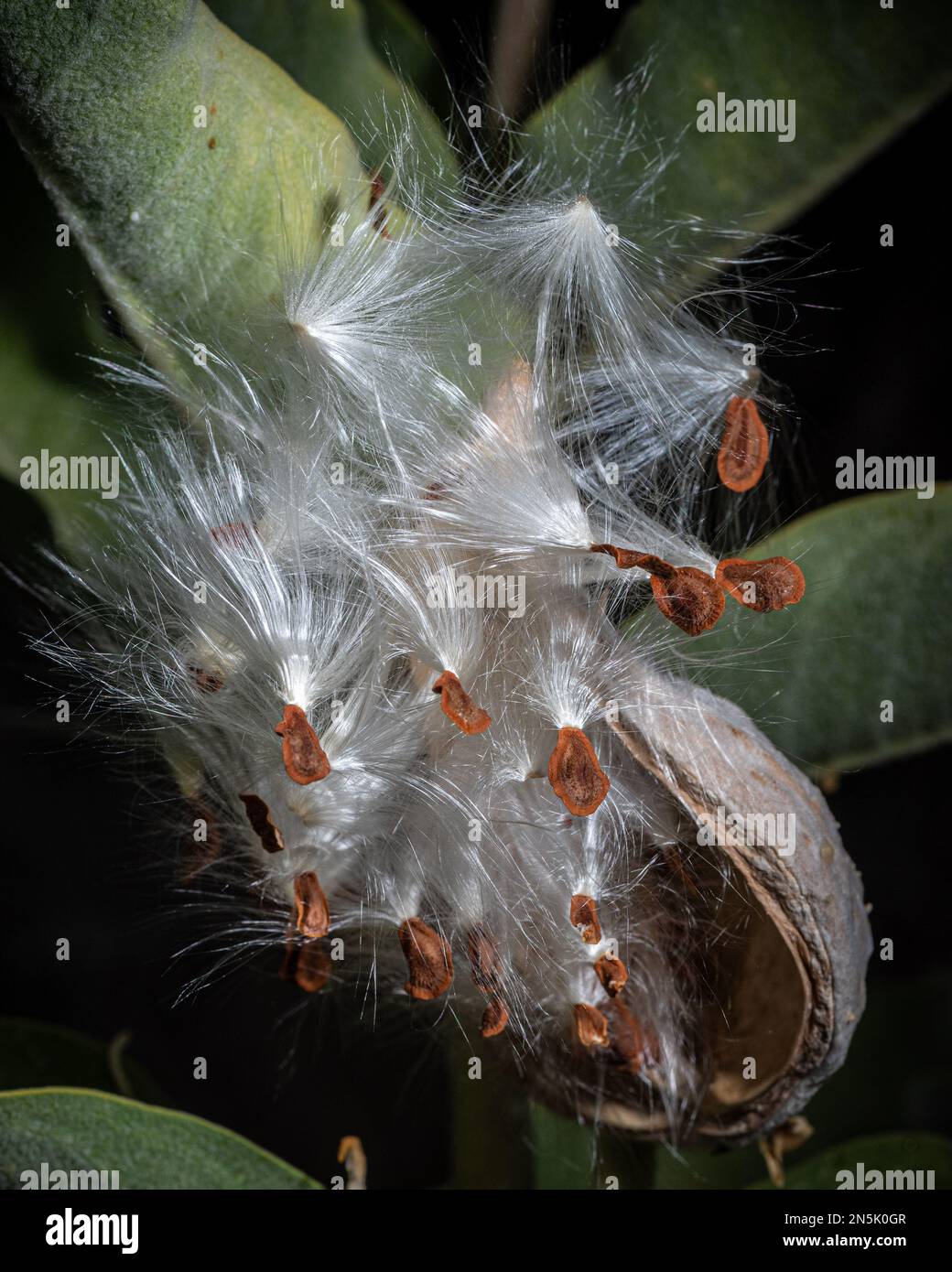 Close-up on milkweed, genus Asclepias, seed pod selective focus on ...