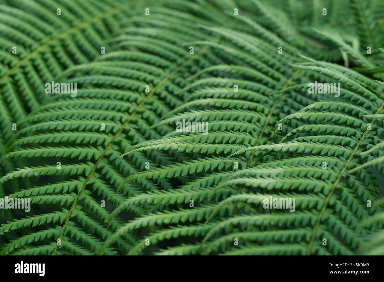 Athyriaceae hi-res stock photography and images - Alamy