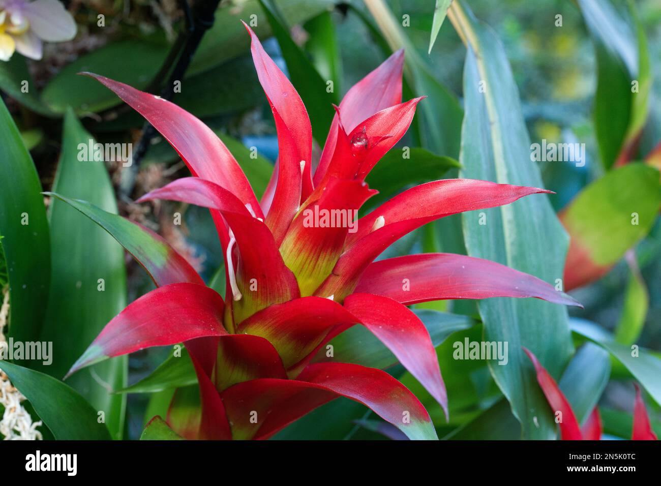 Scarlet star hi-res stock photography and images - Alamy