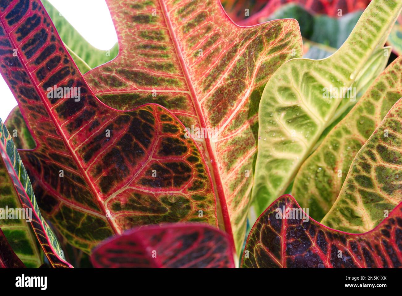 large multi-coloured plant leaves Stock Photo - Alamy