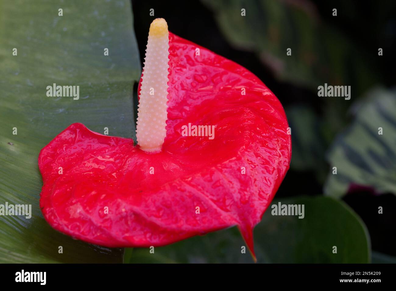 Laceleaf flower hi-res stock photography and images - Alamy