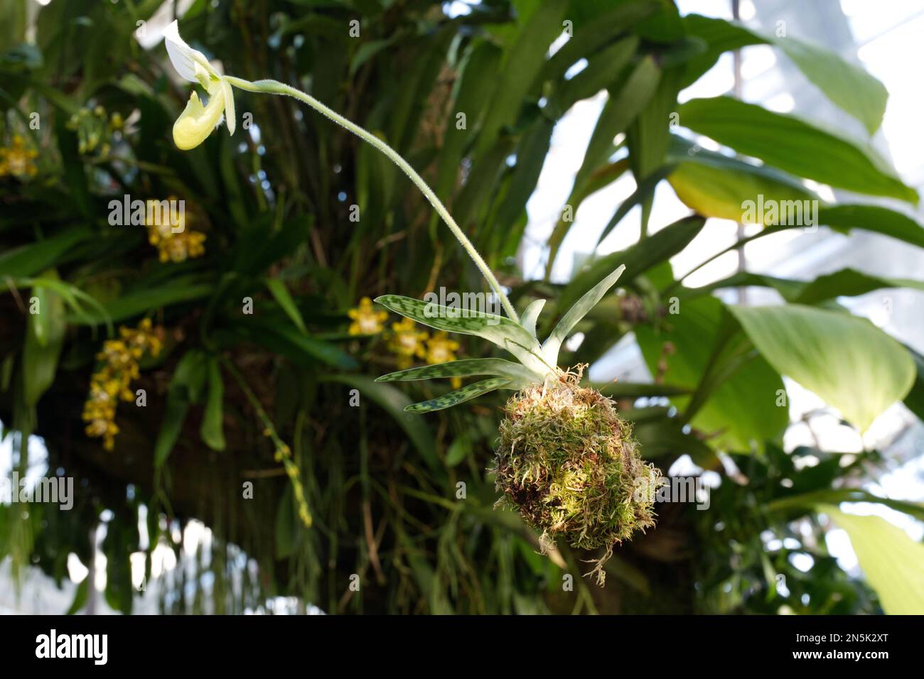 Floating orchid plant Stock Photo - Alamy