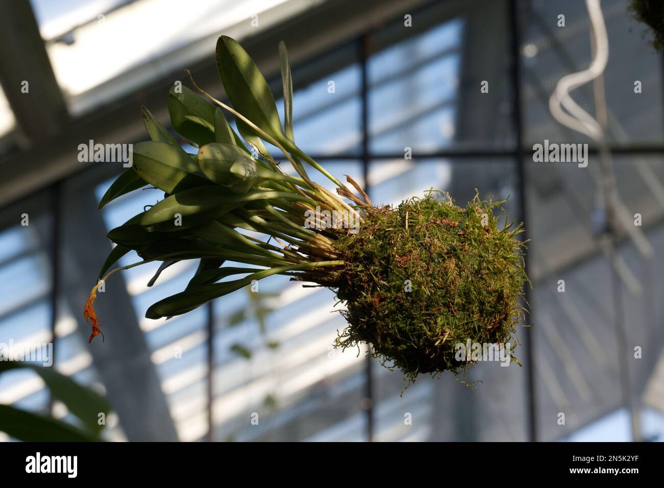 Floating orchid plant Stock Photo - Alamy