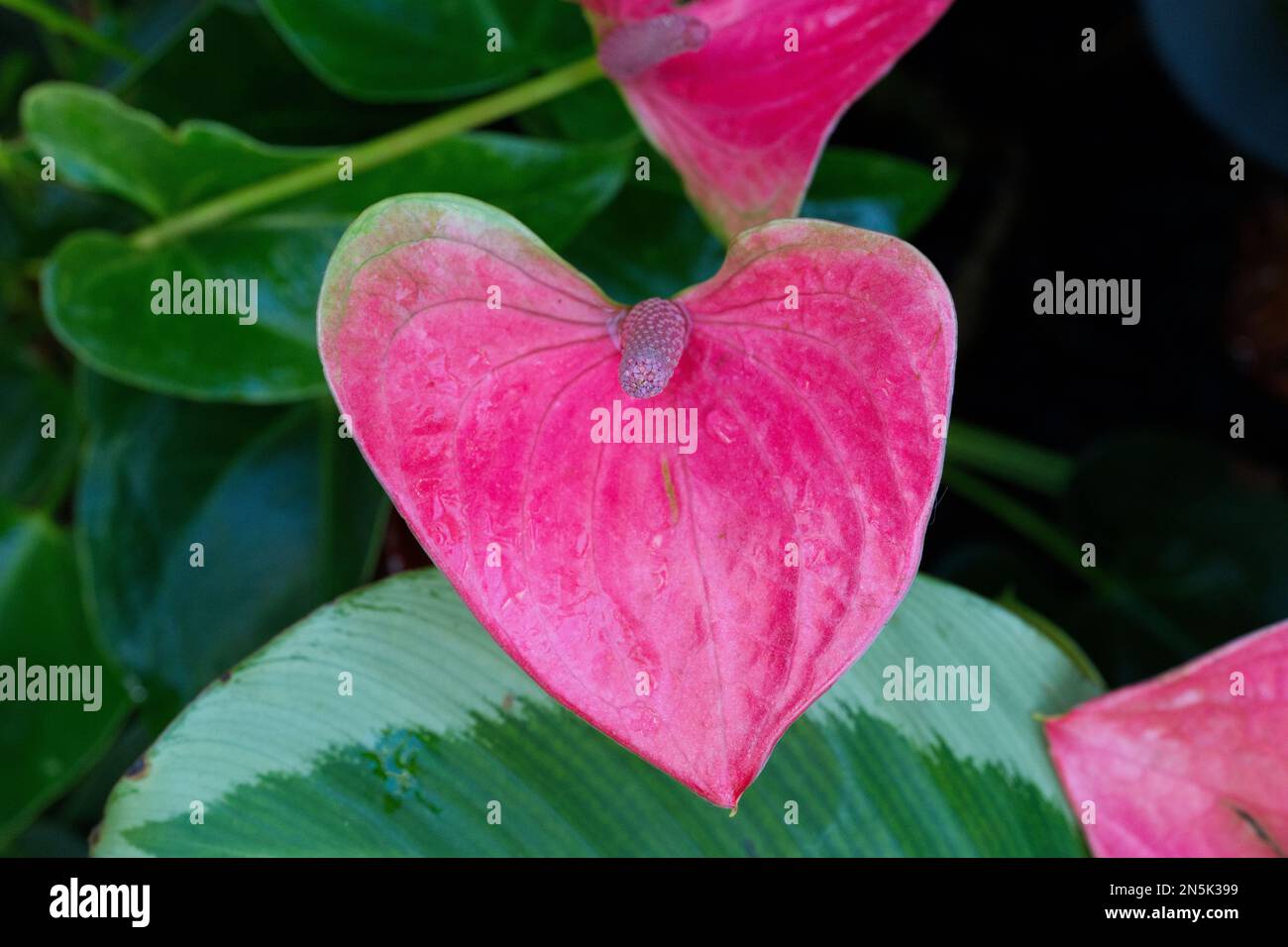 Pink anthurium flower shaped like a heart at Kew Gardens Stock Photo ...