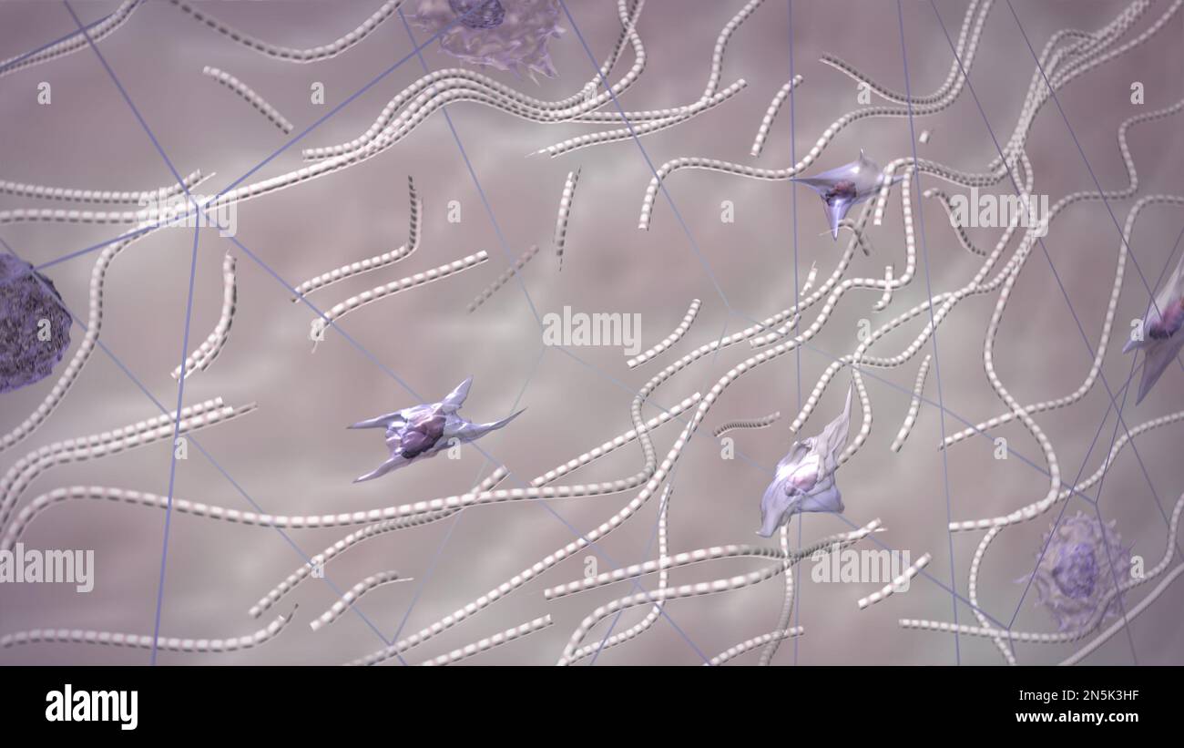 Collagen Fibers In Aging Skin Destructive Process Skin Extracellular Matrix Structure Medical
