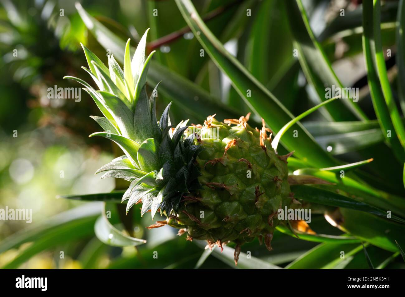 Pineapple fruit plant uk hi-res stock photography and images - Alamy