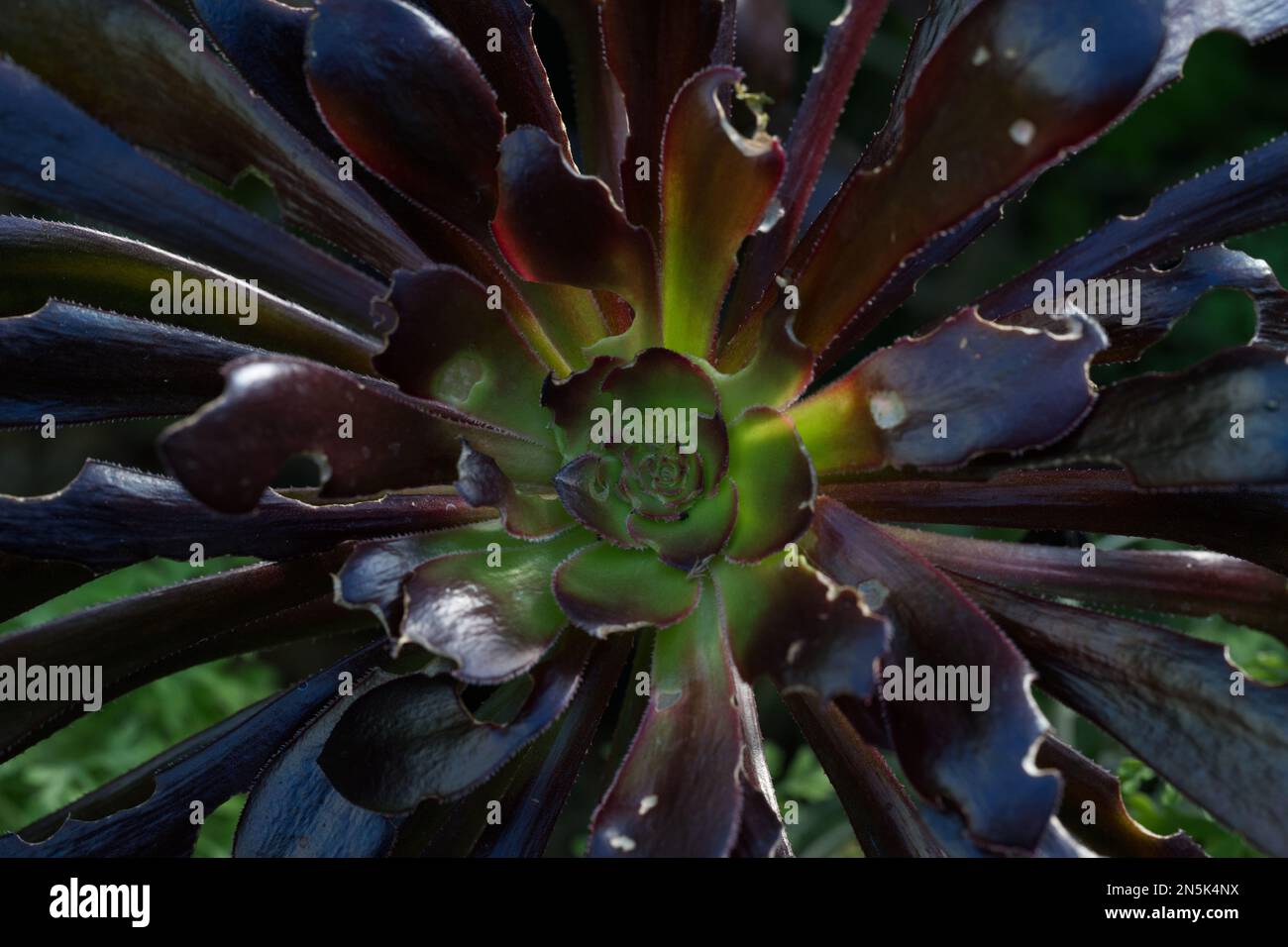 Irish rose hi-res stock photography and images - Alamy