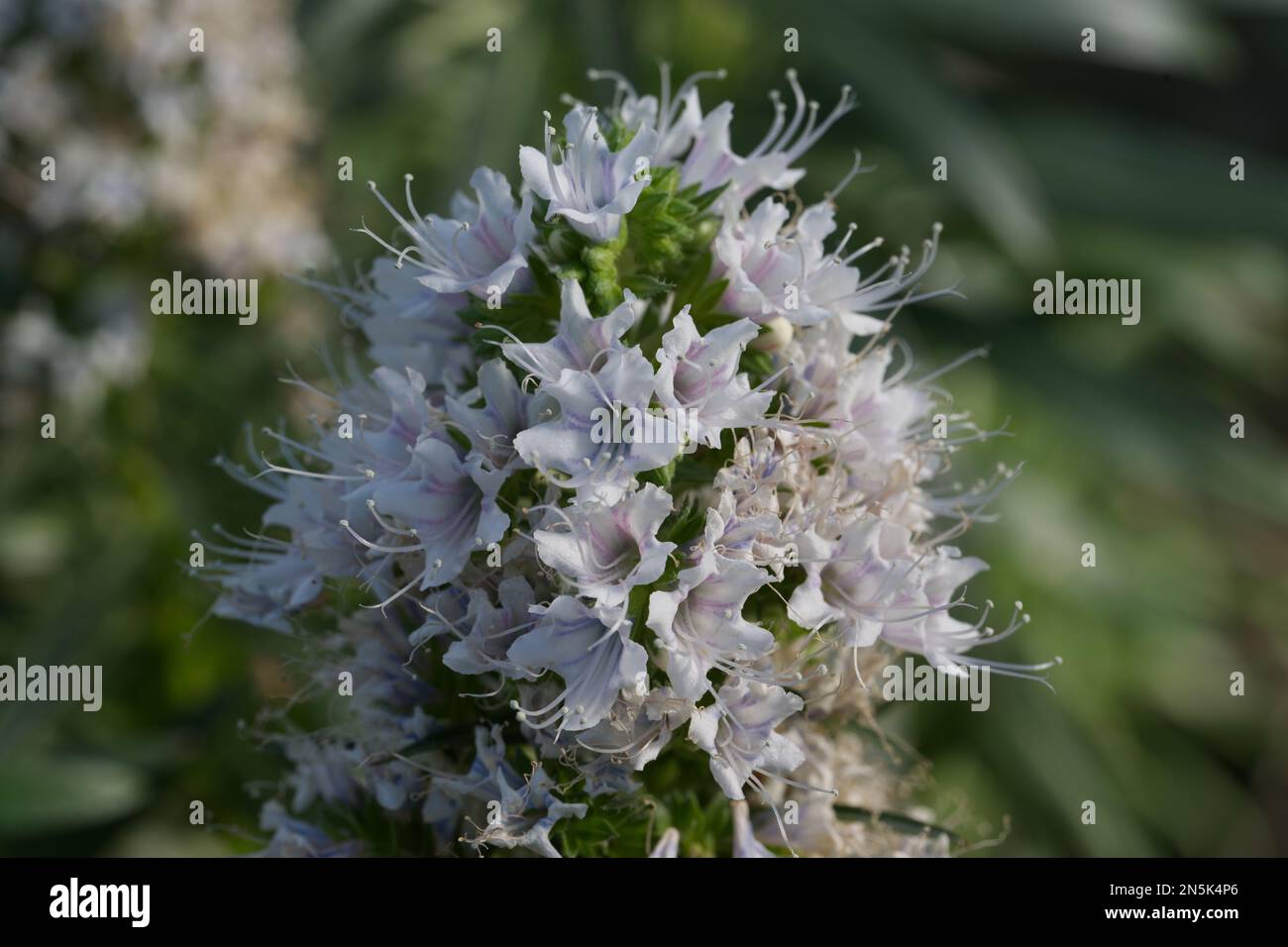 white plant at Kew Gardens Stock Photo - Alamy